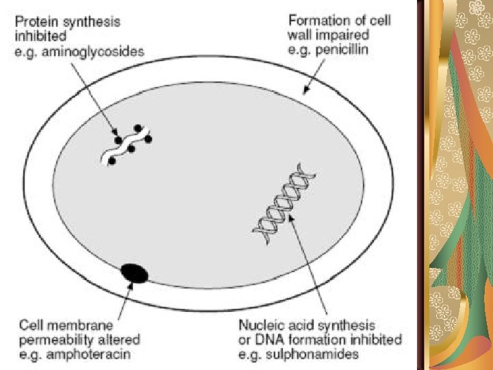 Antimicrobial Chemotherapy Learning Objectives Definitions Mechanisms ...