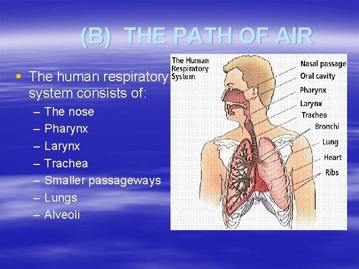Respiratory System A RESPIRATORY SYSTEM The respiratory system
