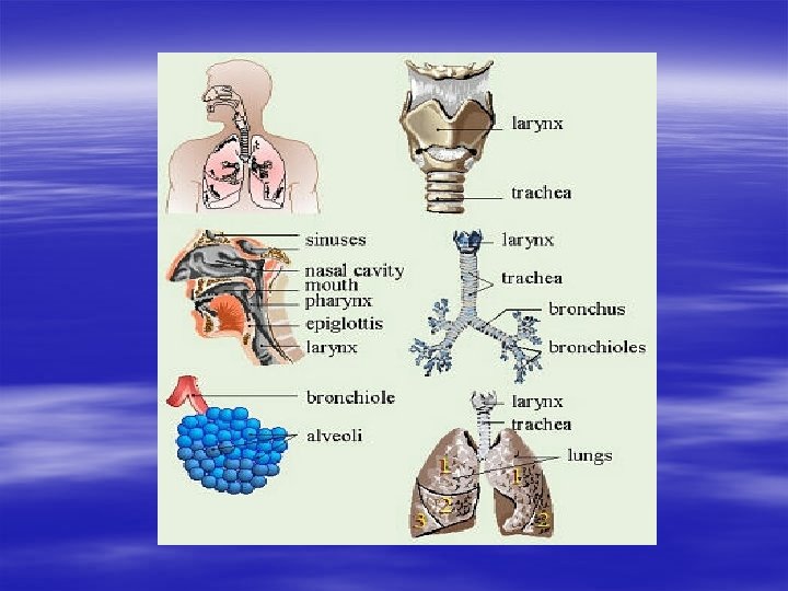 Respiratory System A RESPIRATORY SYSTEM The respiratory system