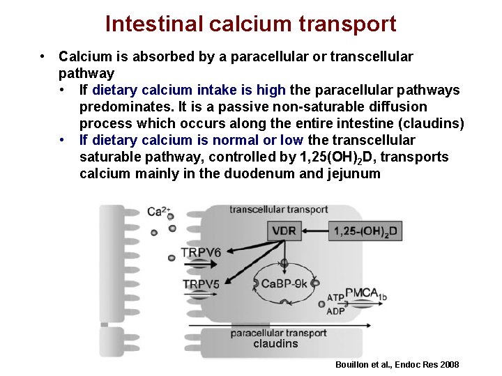 ParathyroidsVitamin D and Bone Vitamin D Claudio Marcocci