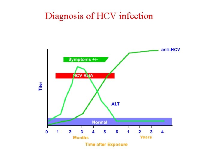 Viral Hepatitis prof MUDr Petr Husa CSc Klinika
