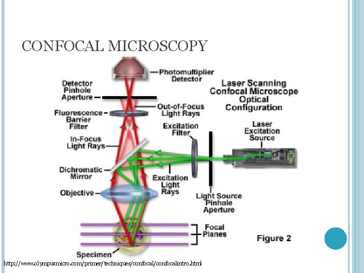 FLUORESCENCE MICROSCOPY MEMBRANES AND PHARMACEUTICALS Nicole Antczak ...