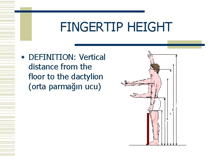 LIST OF BODY DIMENSIONS ANTHROPOMETRY w It is