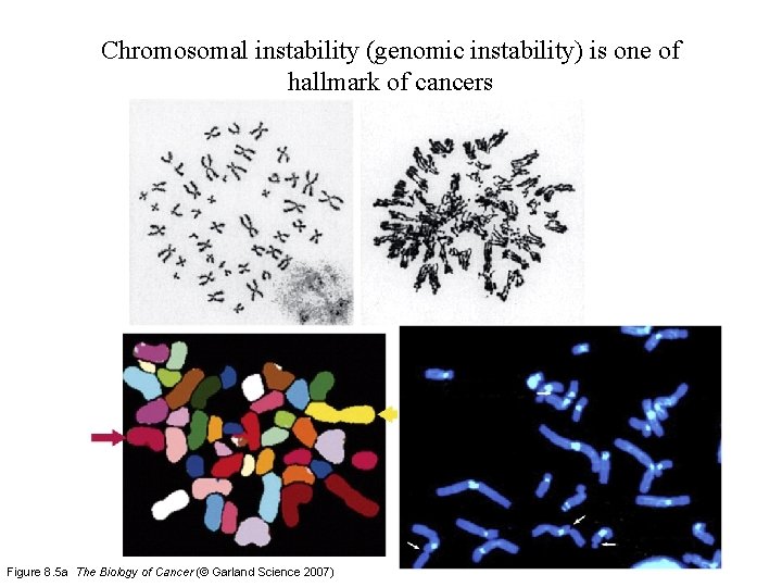 Robert A Weinberg The Biology of Cancer First