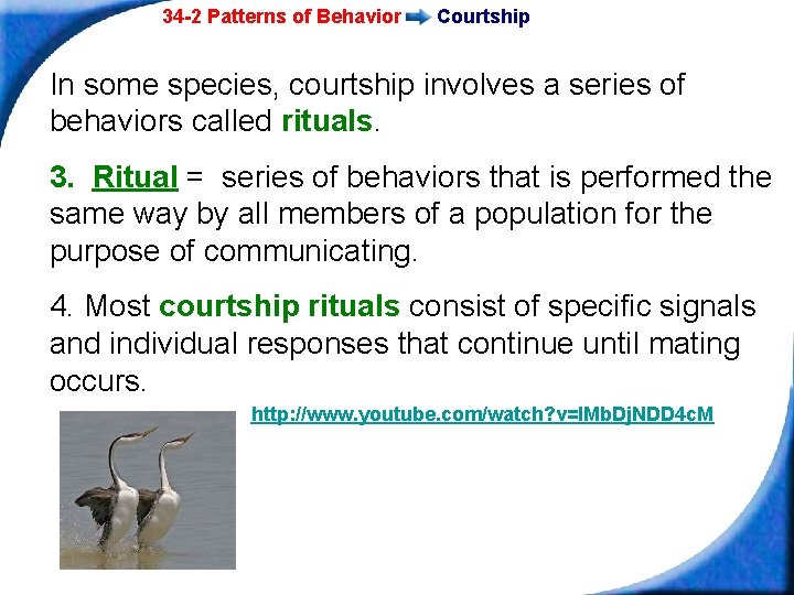 34 2 Patterns of Behavior Courtship 1 Courtship