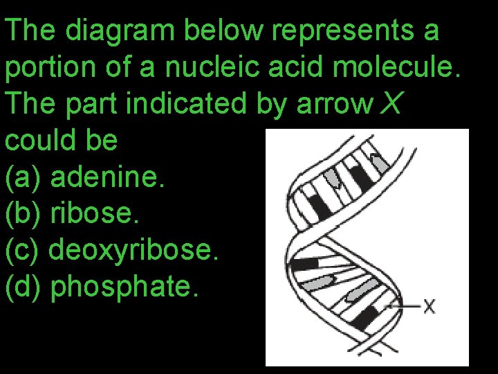 What chemicals are in DNA Sugar deoxyribose Phosphate