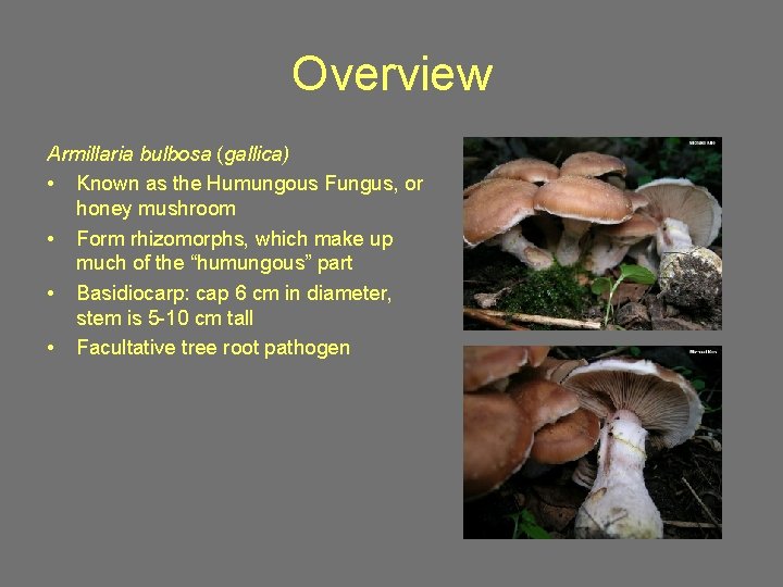 Overview Armillaria bulbosa gallica Known as the Humungous
