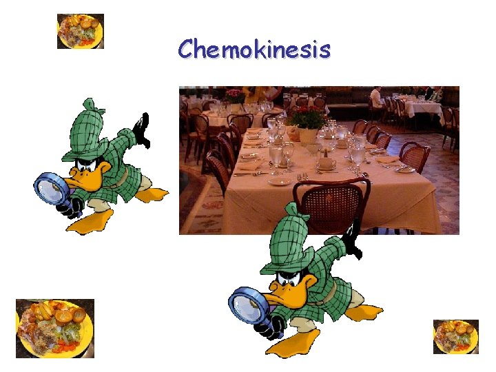 Chemotaxis and its significance in biology and clinics