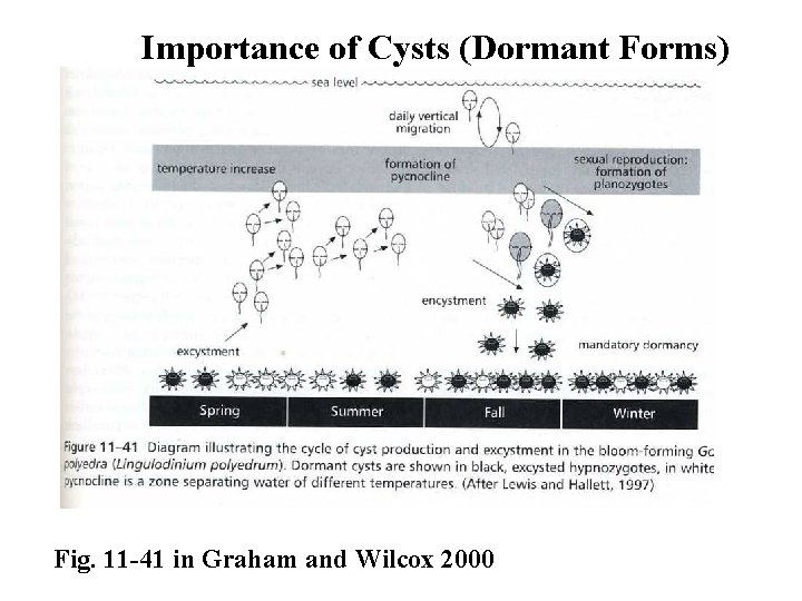 Asexual Reproduction Prorocentrum Mitosis Cytokinesis Figs 11 34