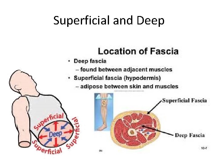 Directional Terms The Anatomical Position Of The Body Directional Terms The Anatomical Position Of The Body