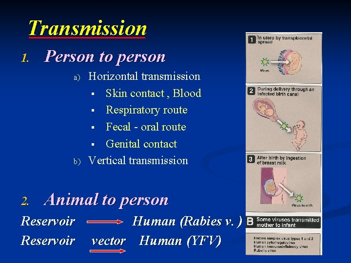 Foundation Block Microbiology 2013 By Dr Malak M