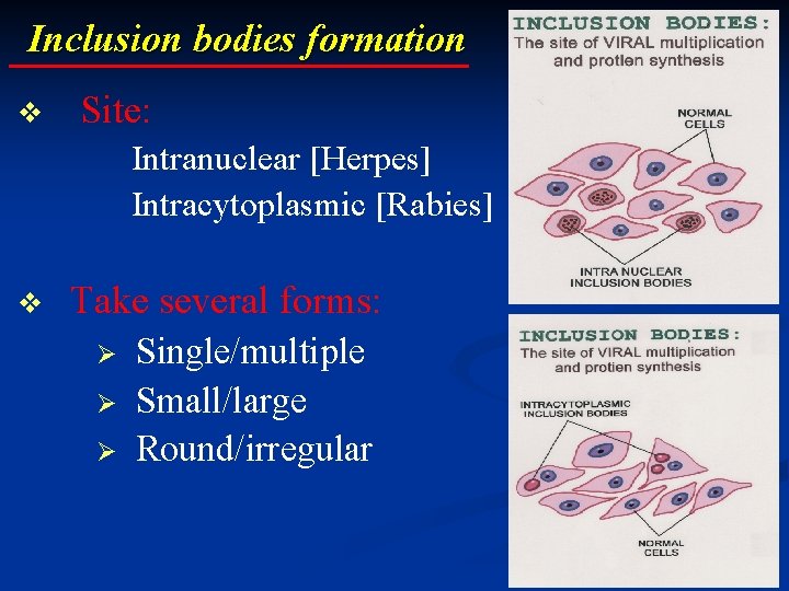 Foundation Block Microbiology 2013 By Dr Malak M