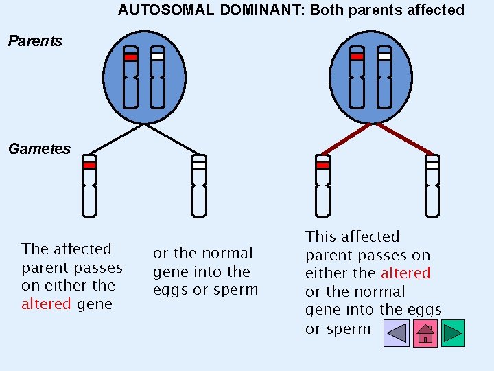 Autosomal dominant inheritance Risks to children where both