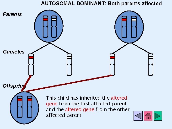 Autosomal dominant inheritance Risks to children where both