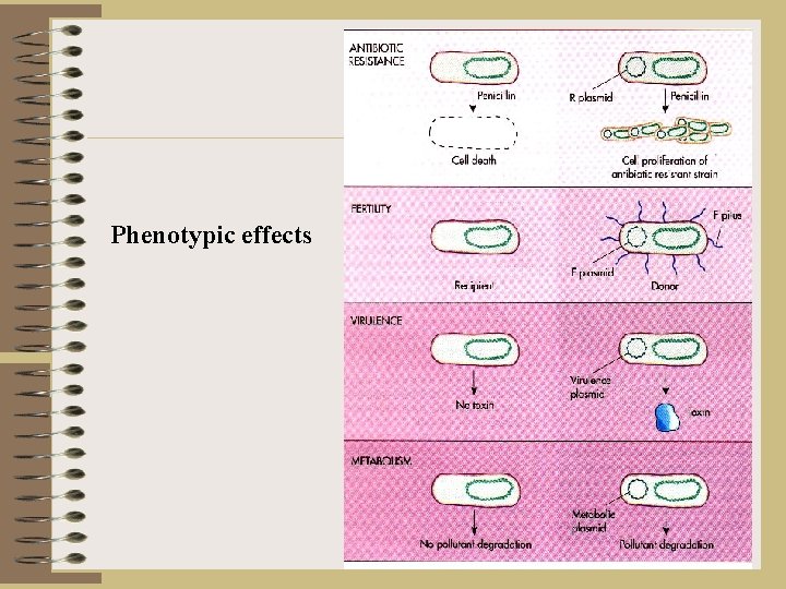 Chair of Microbiology Virology and Immunology GENETICS OF
