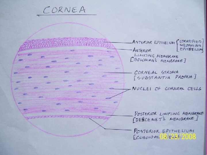 CORNEA Cornea is made up of 5 Layers