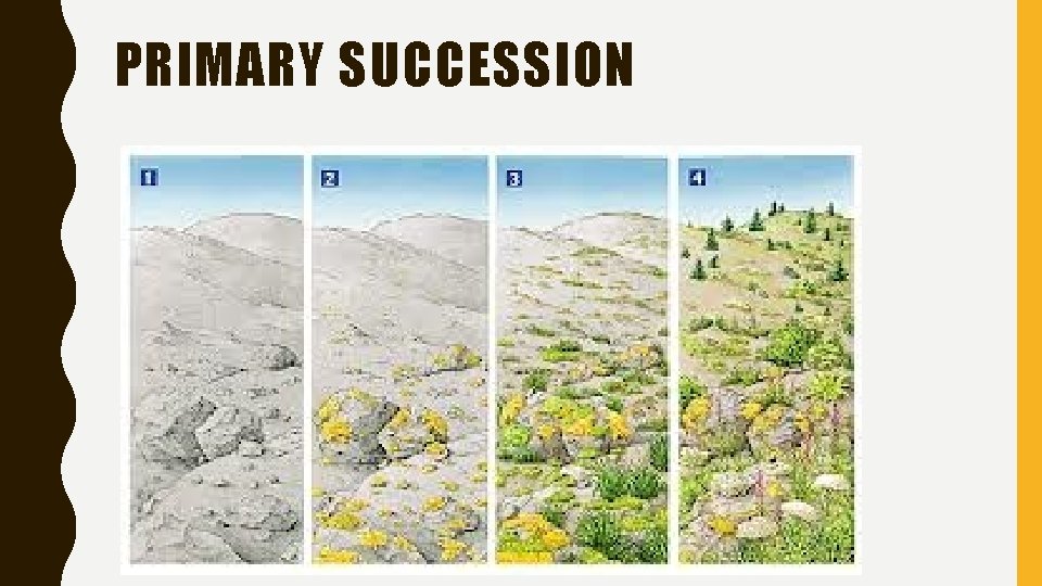 FORESTRY STEPS TO SUCCESSION Succession The natural way