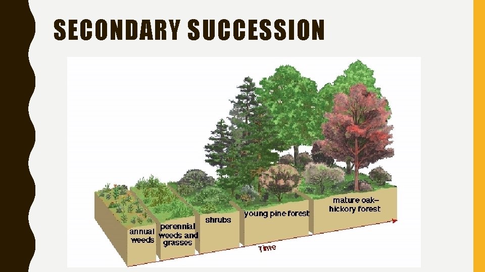 FORESTRY STEPS TO SUCCESSION Succession The natural way