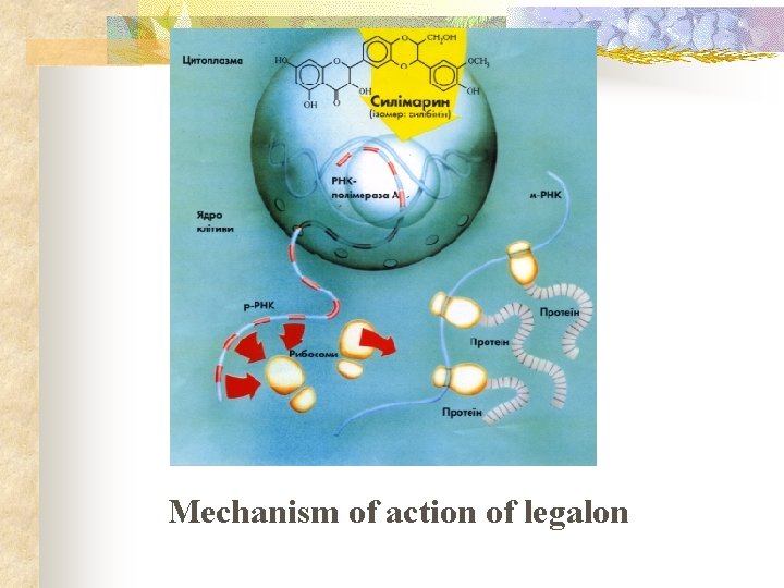 Pharmacology of drugs affecting GIT Peptic Ulcer Disease