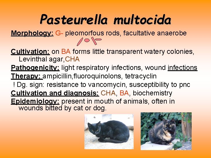 Haemophilus Morphology G pleomorfous rods facultative anaerobe ology