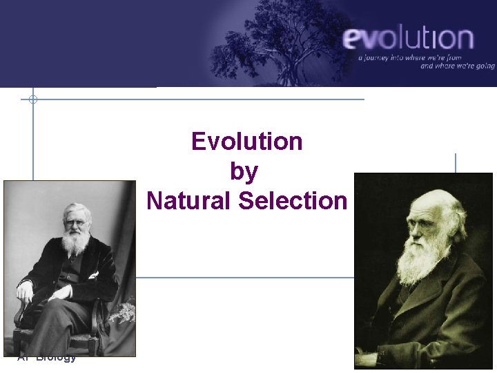 Evolution by Natural Selection AP Biology 2006 2007