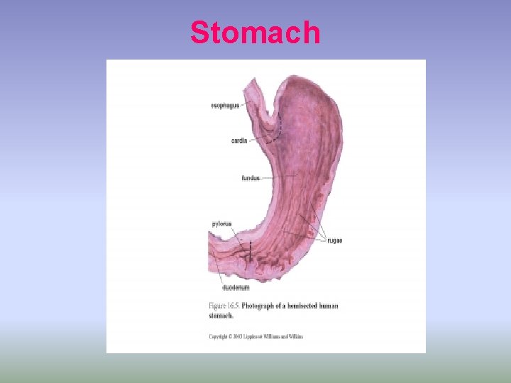 Digestive system Stomach Is dilated part of GIT