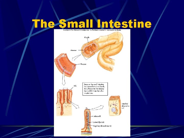 Digestion and Absorption Digestion Breaks down Carbohydrates starch