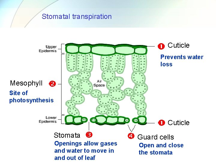 Transpiration 1 Definition Transpiration is the evaporation of