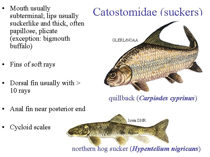 Esocidae pikes Large size Torpedo shaped Duck bill