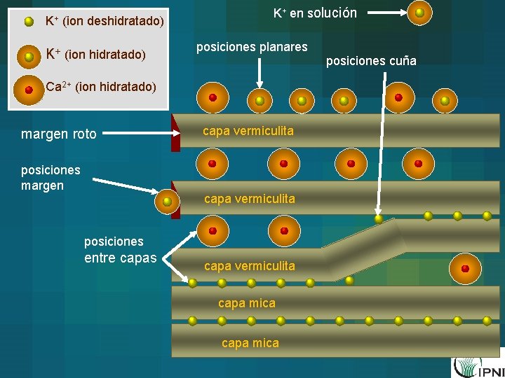 Aspectos Bsicos del Manejo del Potasio Dr Armando