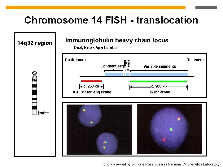 in partnership with The Role of Cytogenetics in