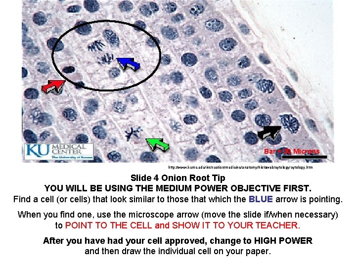 Using Onion Root Tip Cells to identify stages
