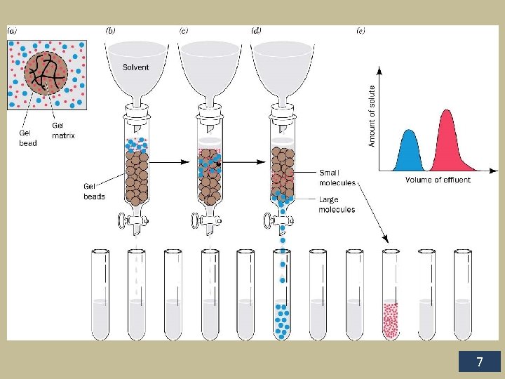 Biotechniques BIOL 410 Column Chromatography Chromatography Examines ...