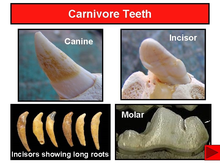 Biology in a Box A science education outreach