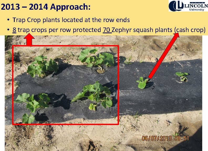 Managing cucurbit insect pests using trap cropping Jaime