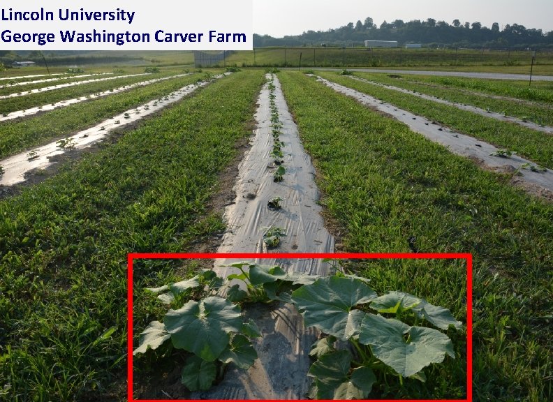 Managing cucurbit insect pests using trap cropping Jaime