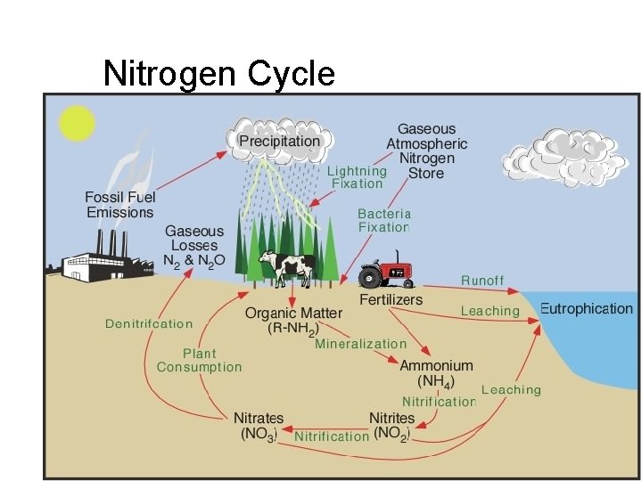 Biogeochemical Cycles Nutrients circulate through ecosystems Physical ...