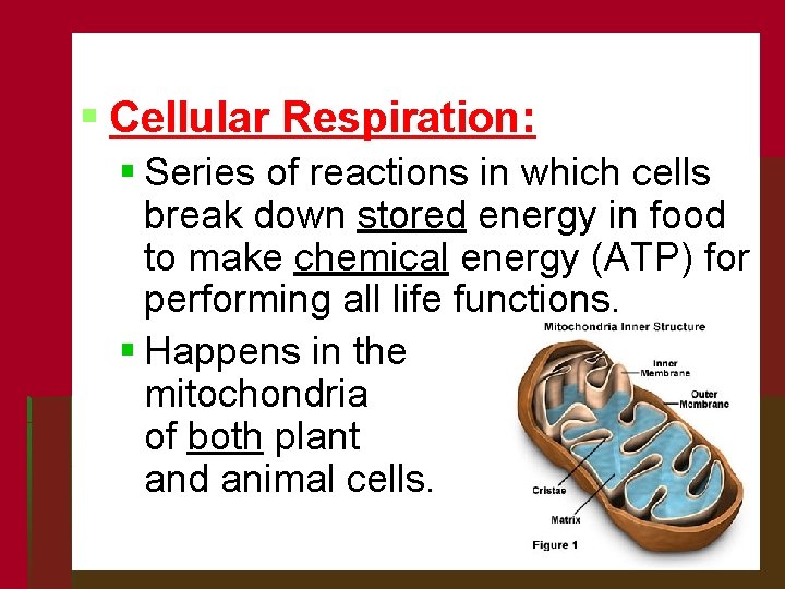 Part 2 Cellular Respiration Section 4 4 4