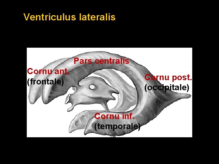 Ventricles meninges and vessels of the CNS Lateral