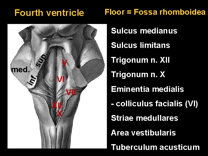 Ventricles meninges and vessels of the CNS Lateral
