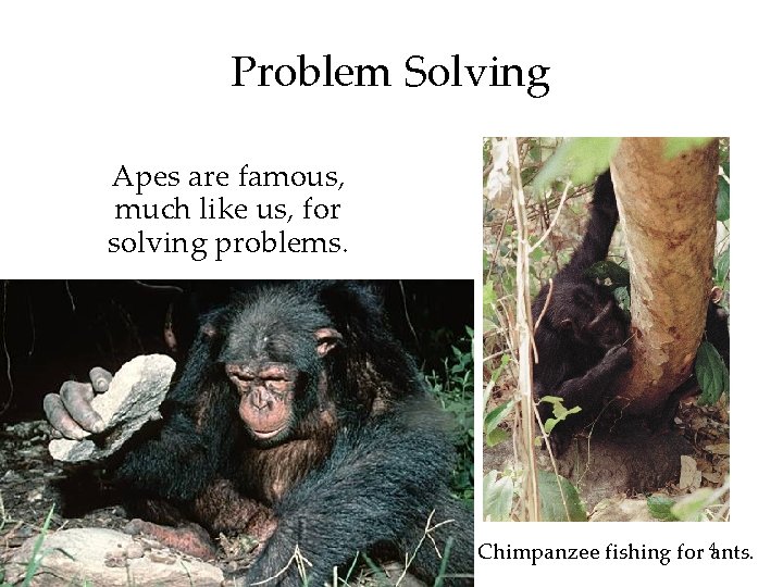 Do Animals Think Common cognitive skills in humans