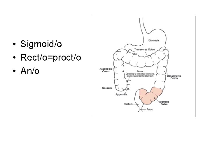 Chapters 56 Gastrointestinal System AKA GI tract Reminder