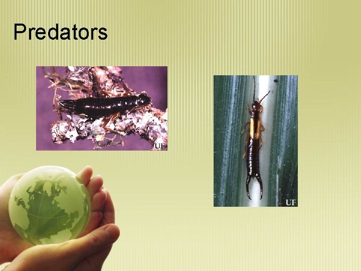 Integrated Pest Management IPM is a sustainable approach