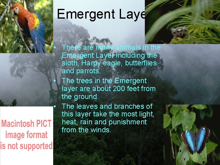 Amazing Rainforests By Shay Mc Cool and Emma