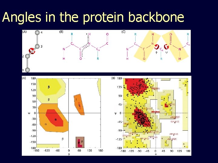 Protein structure Angles in the protein backbone spdbf
