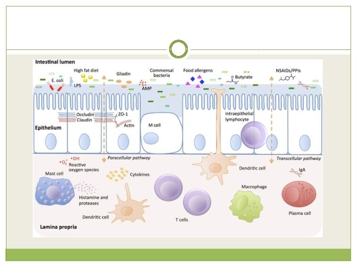 INTESTINAL PERMEABILITY LEAKY GUT SYNDROME Adan Sanchez MD