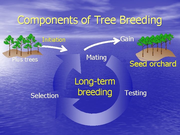 Long term tree breeding as analyzed by the
