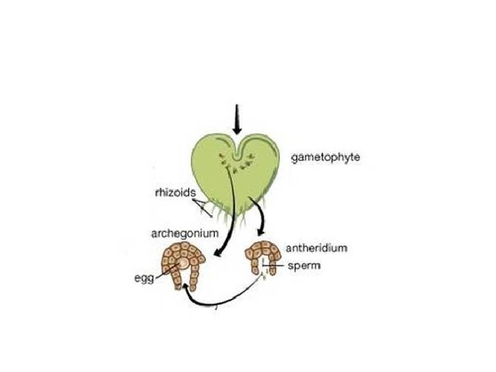 PTERIDOPHYTA INTRODUCTION Pteridophytes pteron feather phyton plant i