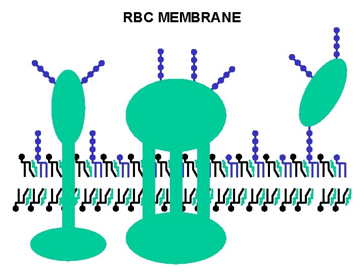 ABO Blood Group System October 19 2004 Steven