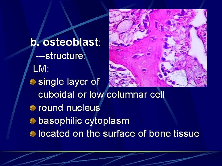 Cartilage and Bone 1 Cartilage organCartilage tissueperichondrium 1
